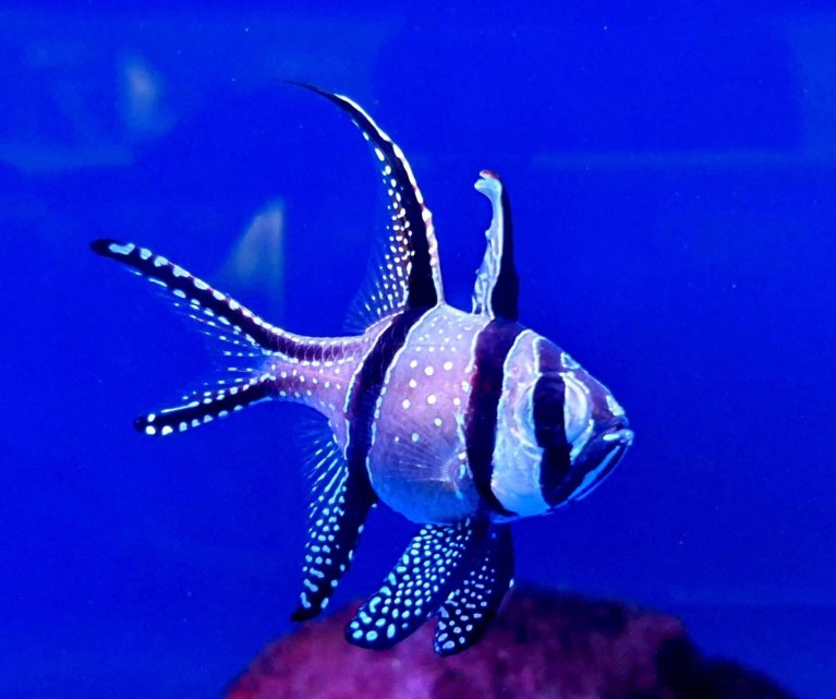 Banggai Cardinalfish-Pterapogon kauderni