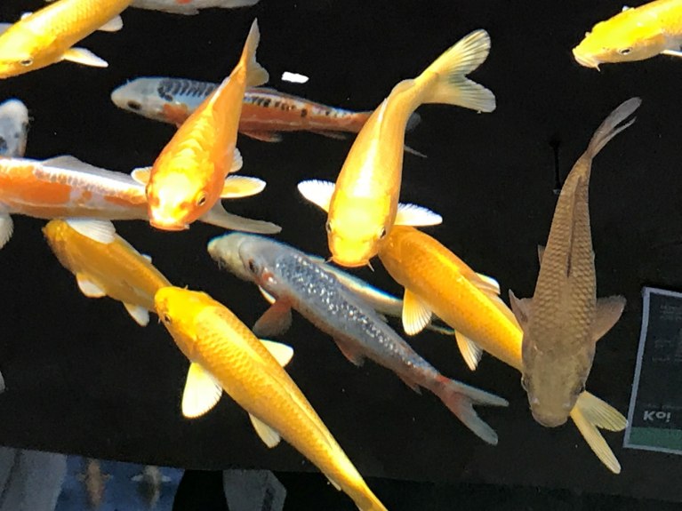 Koi-Cyprinus carpio