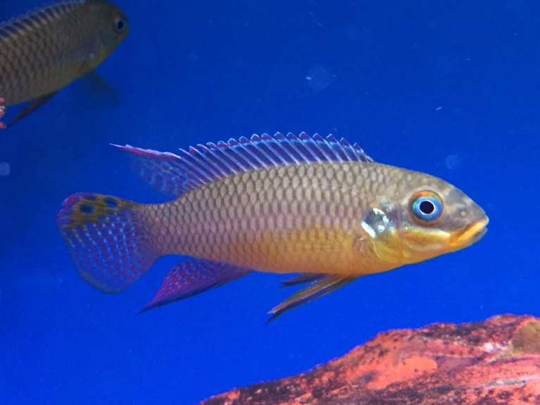 Cameroon krib - Pelvicachromis kribensis