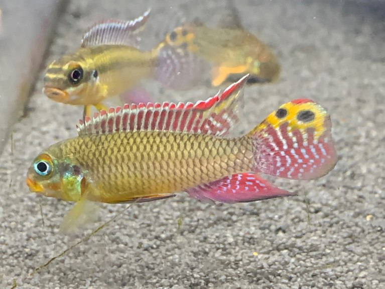Cameroon krib - Pelvicachromis kribensis