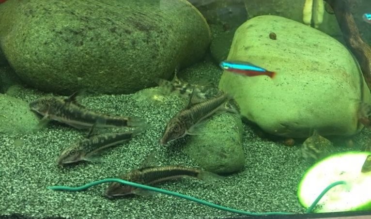 Lacerda's Cory-C015-Scleromystax lacerdai