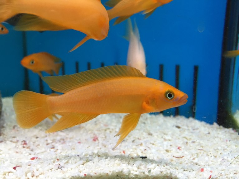 Lemon Cichlid-Neolamprologus leleupi