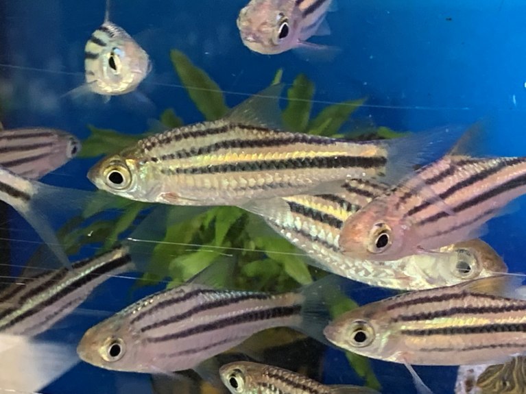 Lined Barb-Desmopuntius johorensis