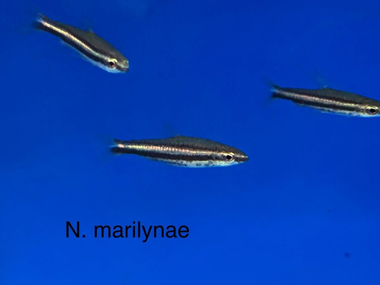 Three-lined Pencilfish-Nannostomus trifasciatus