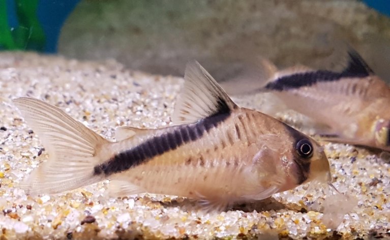 Bandit Cory-Corydoras melini