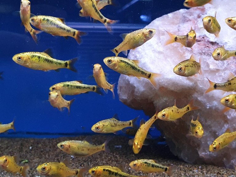 Gold Barb-Barbodes semifasciolatus