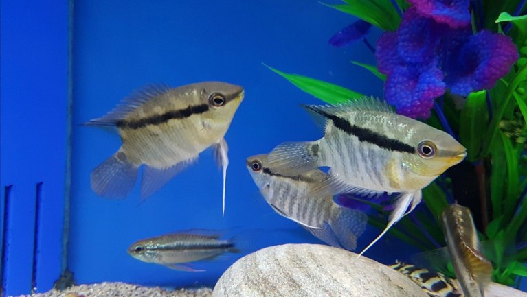 Festive Cichlid-Mesonauta festivus