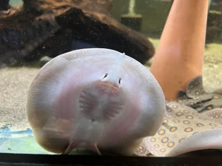 Motoro Stingray-Potamotrygon motoro