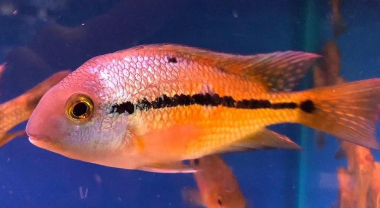 Nicaragua Cichlid-Hypsophrys nicaraguensis