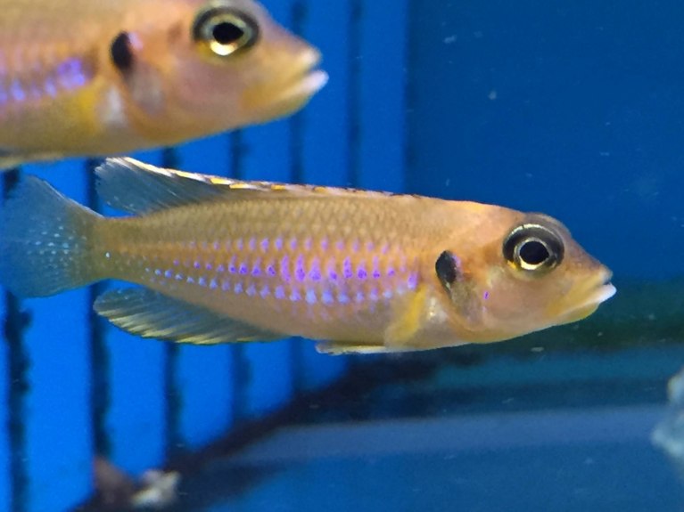 Ocellatus Shelldweller-Lamprologus ocellatus