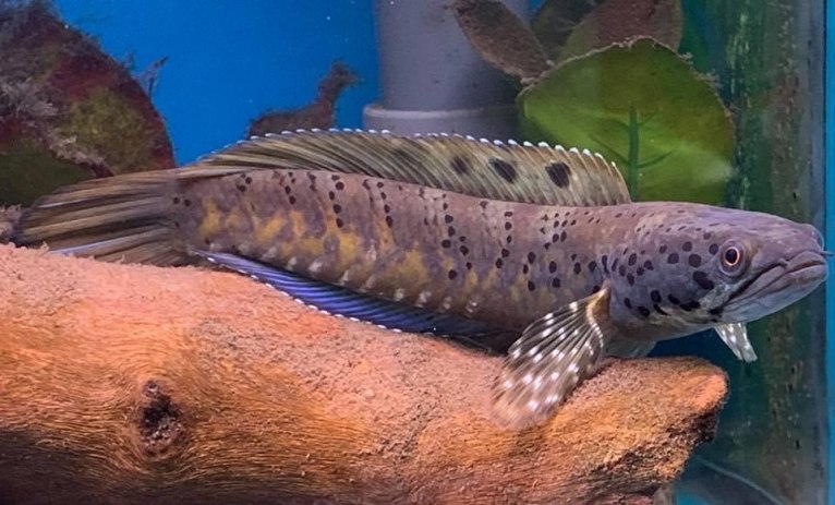 Burmese Spotted Snakehead - Channa ornatipinnis