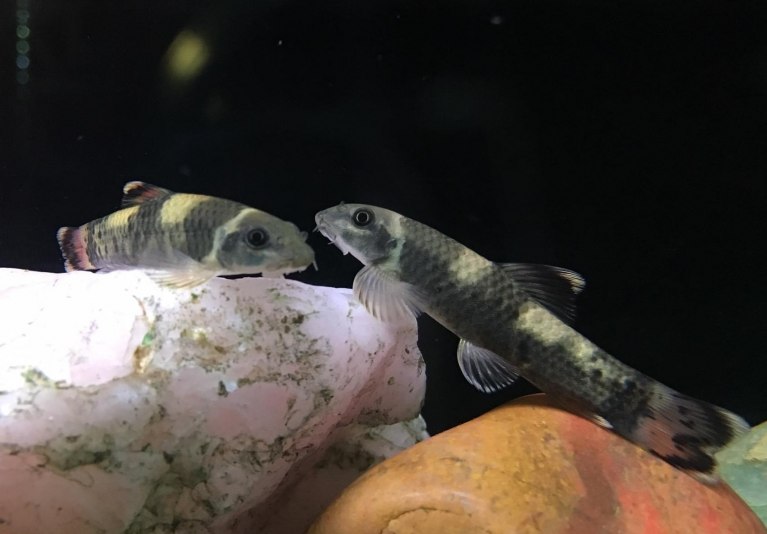 Panda Garra-Garra flavatra