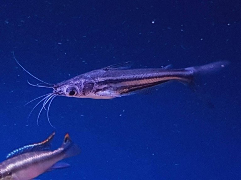 Dwarf Pangasius-Pseudeutropius brachypopterus