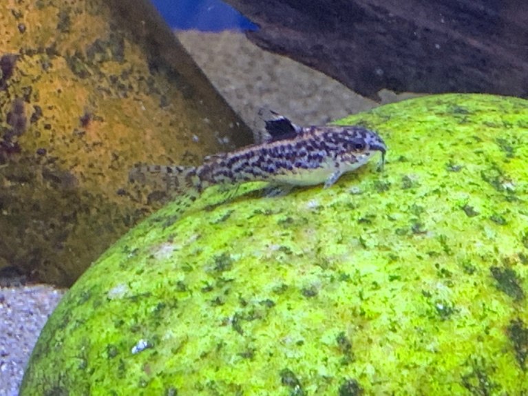 Sixray Cory-Gastrodermus pauciradiatus