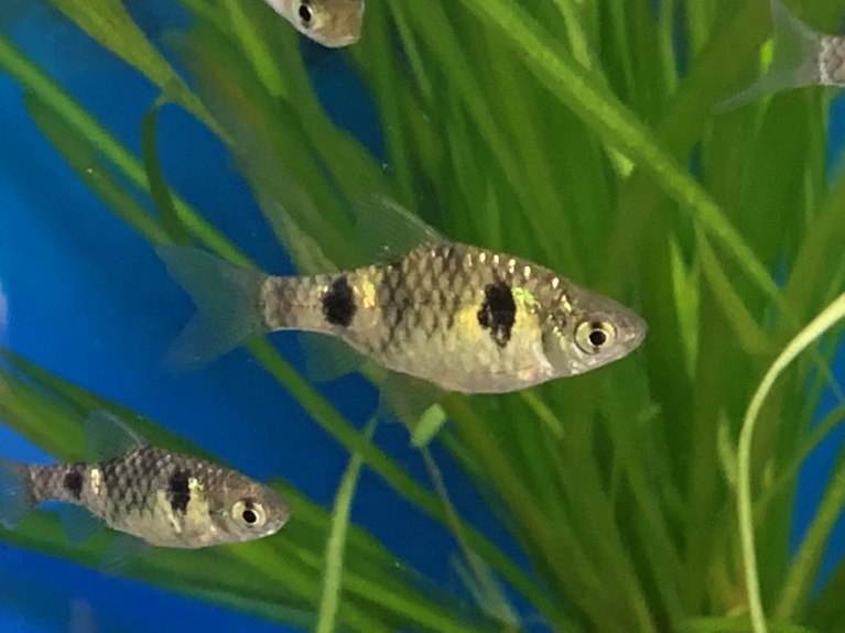 Dwarf Barb-Pethia phutunio