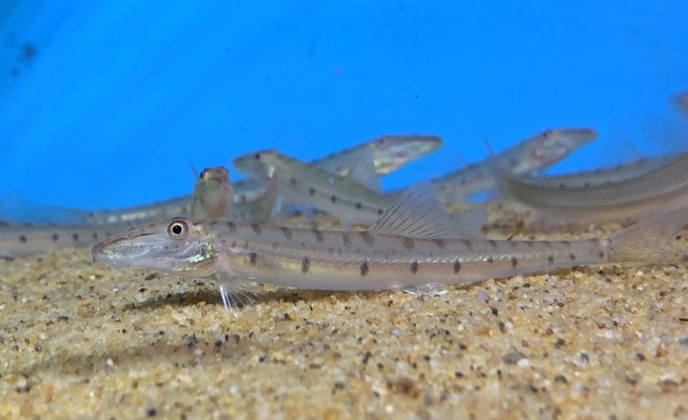 Horsefaced Loach-Acantopsis choirorhynchos