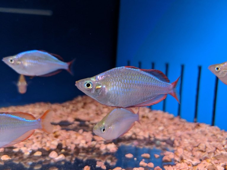 Dwarf Neon Rainbowfish-Melanotaenia praecox