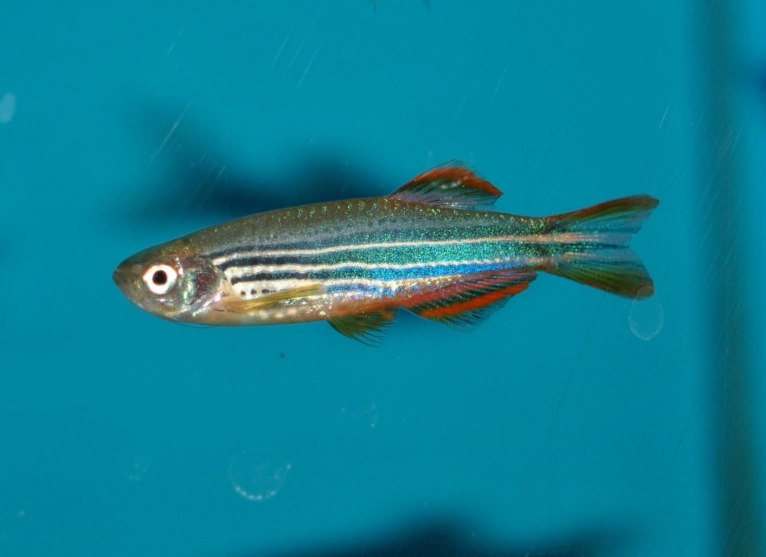 Striped orange-finned danio - Danio quagga