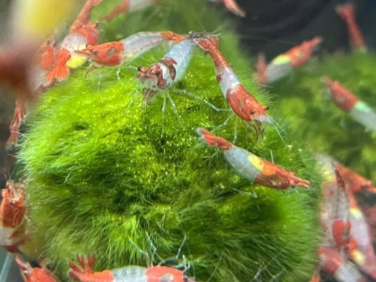 Rili Shrimp - Neocaridina davidi