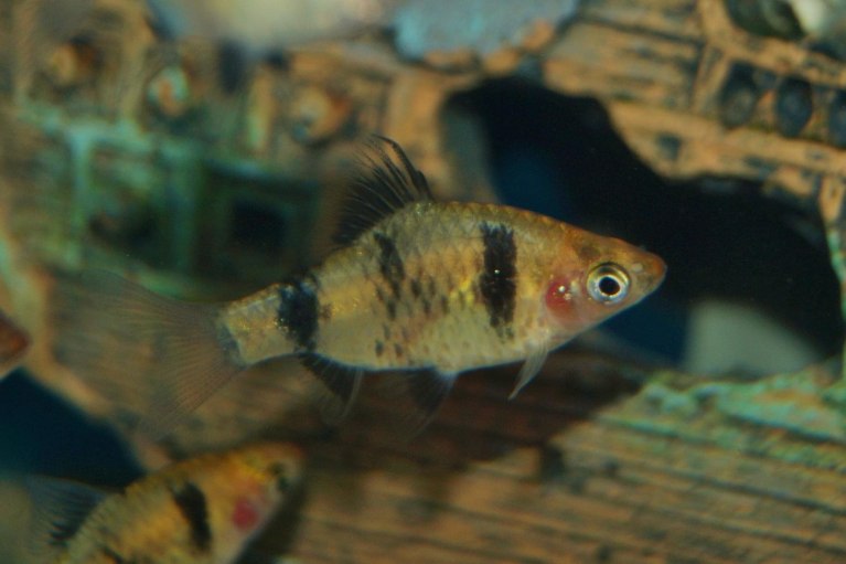 Black Ruby Barb-Pethia nigrofasciata