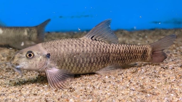 Doctor Fish-Garra rufa