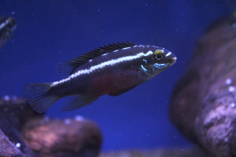 Giant krib - Pelvicachromis sacrimontis