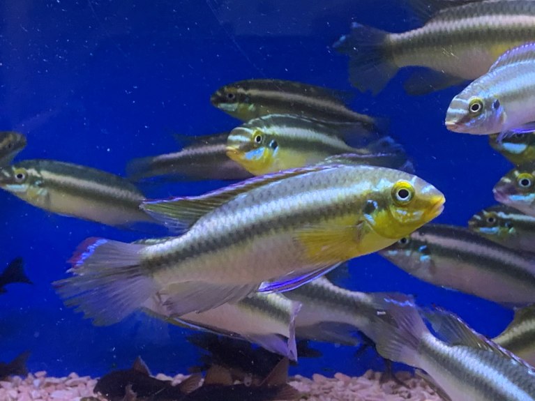 Giant krib - Pelvicachromis sacrimontis