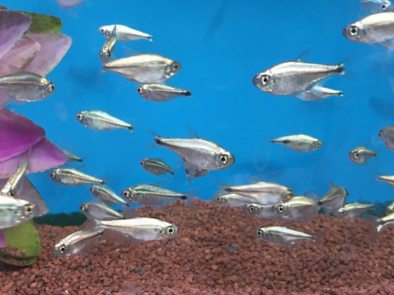 Gold Tetra-Hemigrammus rodwayi