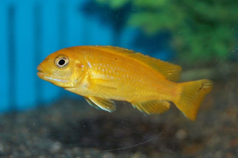 Saulosi-Pseudotropheus saulosi