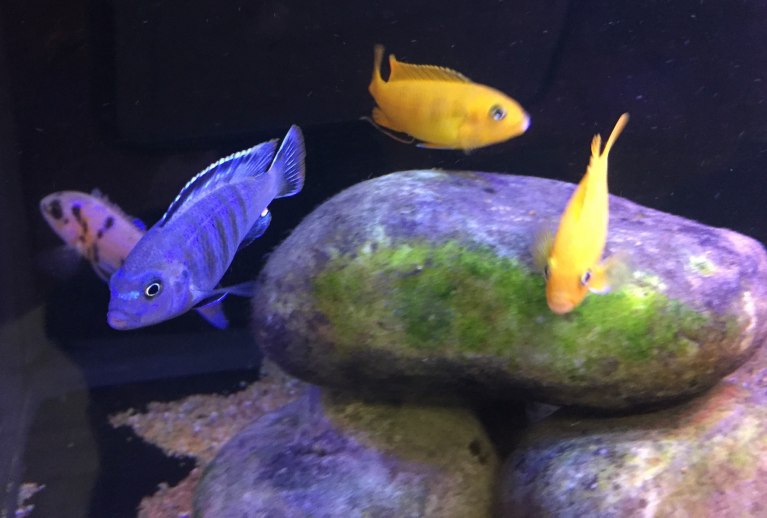 Saulosi-Pseudotropheus saulosi