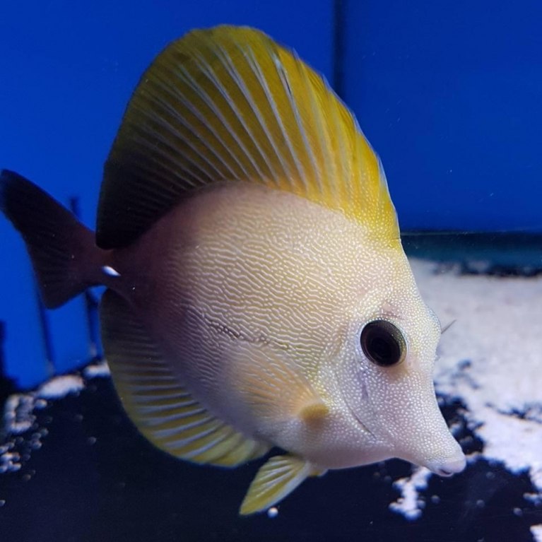 Brown Sailfin Tang-Zebrasoma scopas