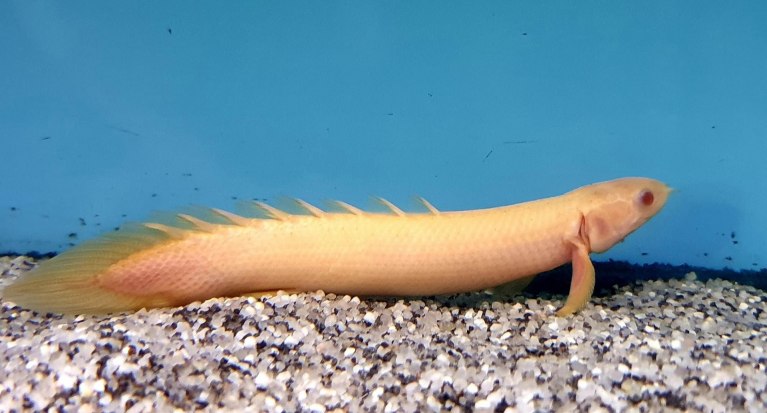 Senegal Bichir-Polypterus senegalus