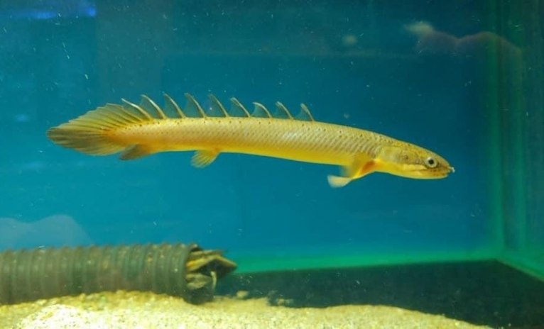 Senegal Bichir-Polypterus senegalus