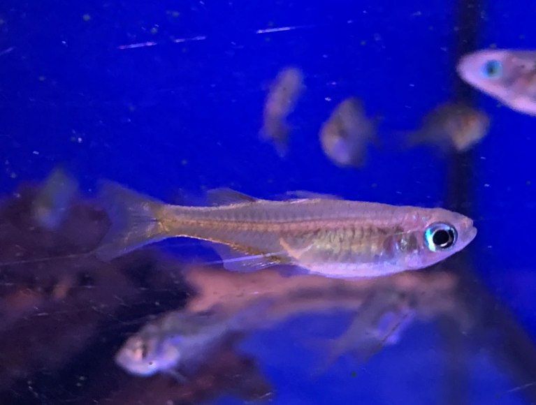 Pacific Blue-eye-Pseudomugil signifer