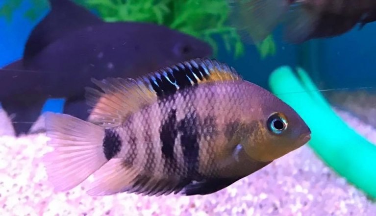 Jade-eye Cichlid-Archocentrus spilurus