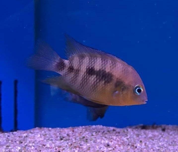 Jade-eye Cichlid-Archocentrus spilurus