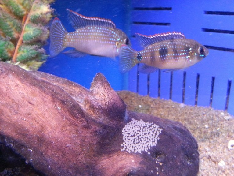 African Butterfly Cichlid-Anomalochromis thomasi