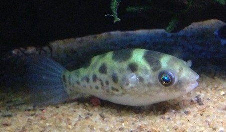 Topaz Puffer-Tetraodon fluviatilis
