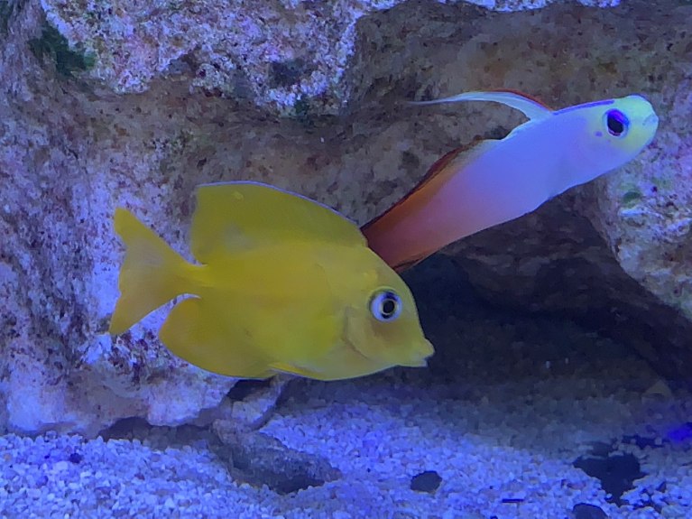 Indian Ocean Yellow Eyed Tang-Ctenochaetus truncatus