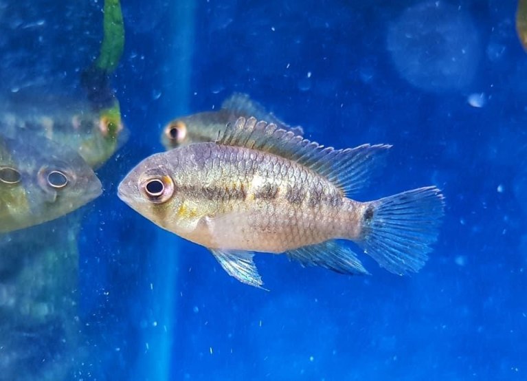 Red-cheek Krobia. Krobia xinguensis