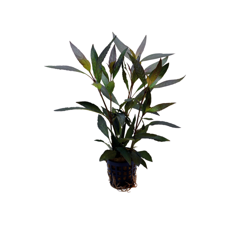 AquaFleur Tropical Aquarium Plant - Hygrophila Guanensis
