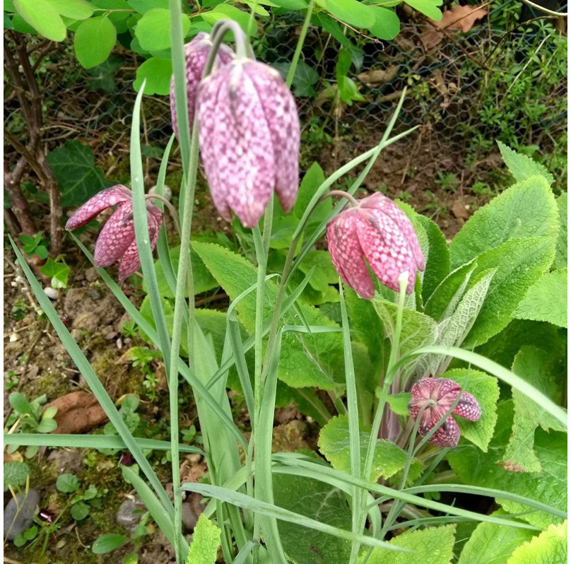 Snake's Head Fritillary (Fritillaria meleagris) Moisture Loving Pond Plant