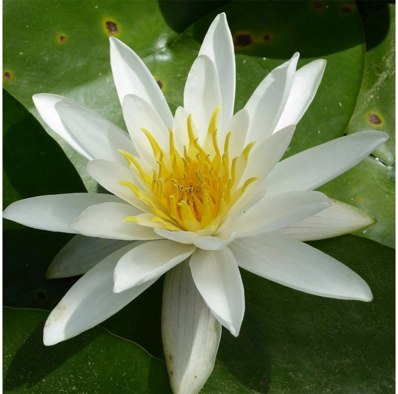 Alba Water Lily (Nymphaea Alba) White Pond Water Lily