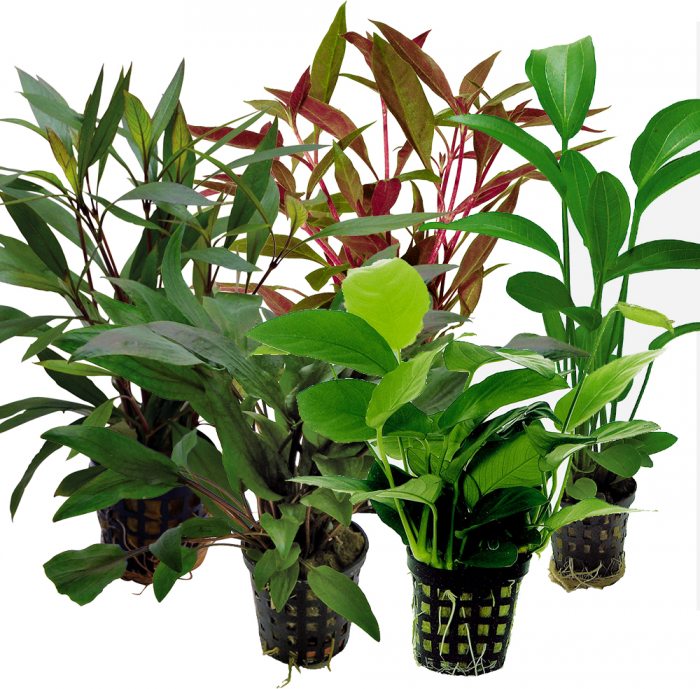 Tropical Aquarium Plant Pack - Special - Maidenhead Aquatics