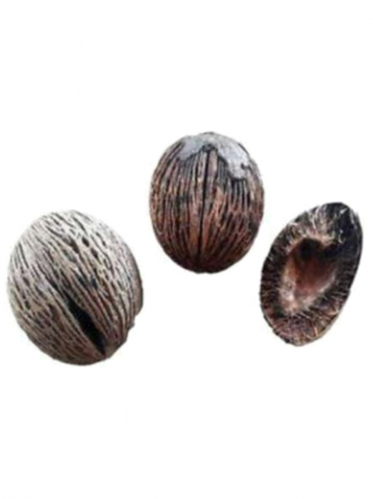 Natural Collection Sea Mango Pods