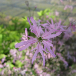 Ragged robin (Lychnis flos-cuculi) Marginal Pond Plant