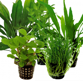 Tropical Aquarium Plant Pack - Premium