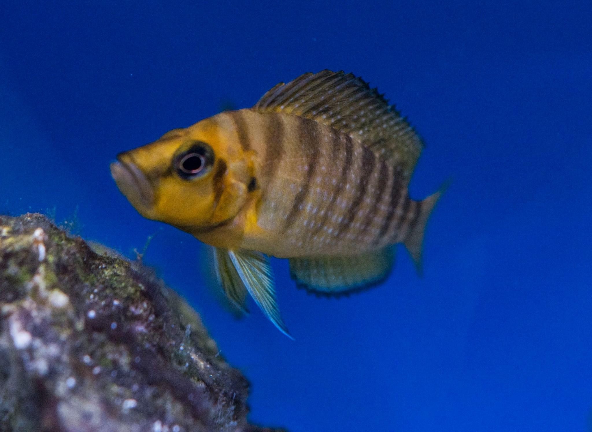 Compressiceps Cichlid