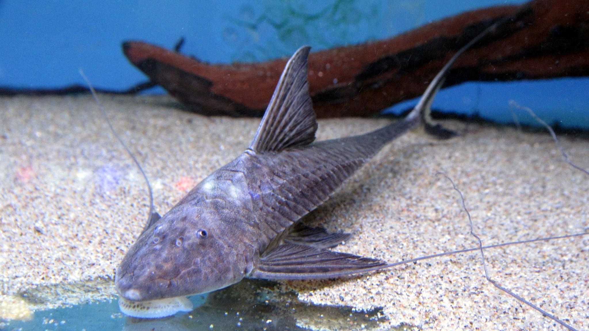 Antenna Plec-Pterosturisoma microps