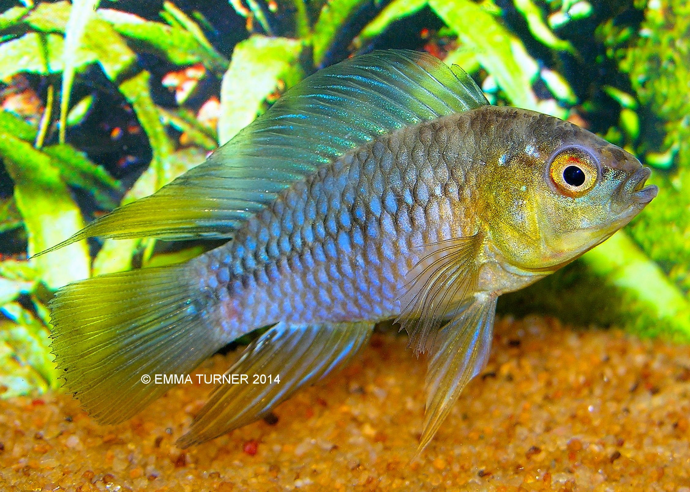 Apisto borellii-Apistogramma borellii